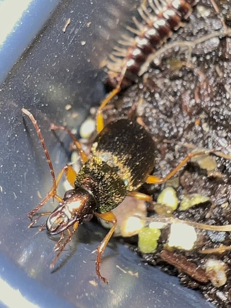 Vivid Metallic Ground Beetles from Norris Ln, Elkridge, MD, US on July ...