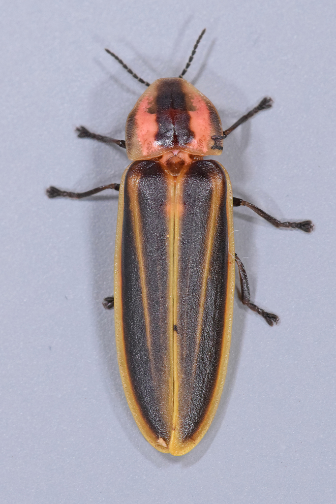 Keel-necked firefly from Levy County, FL, USA on April 15, 2018 at 03: ...