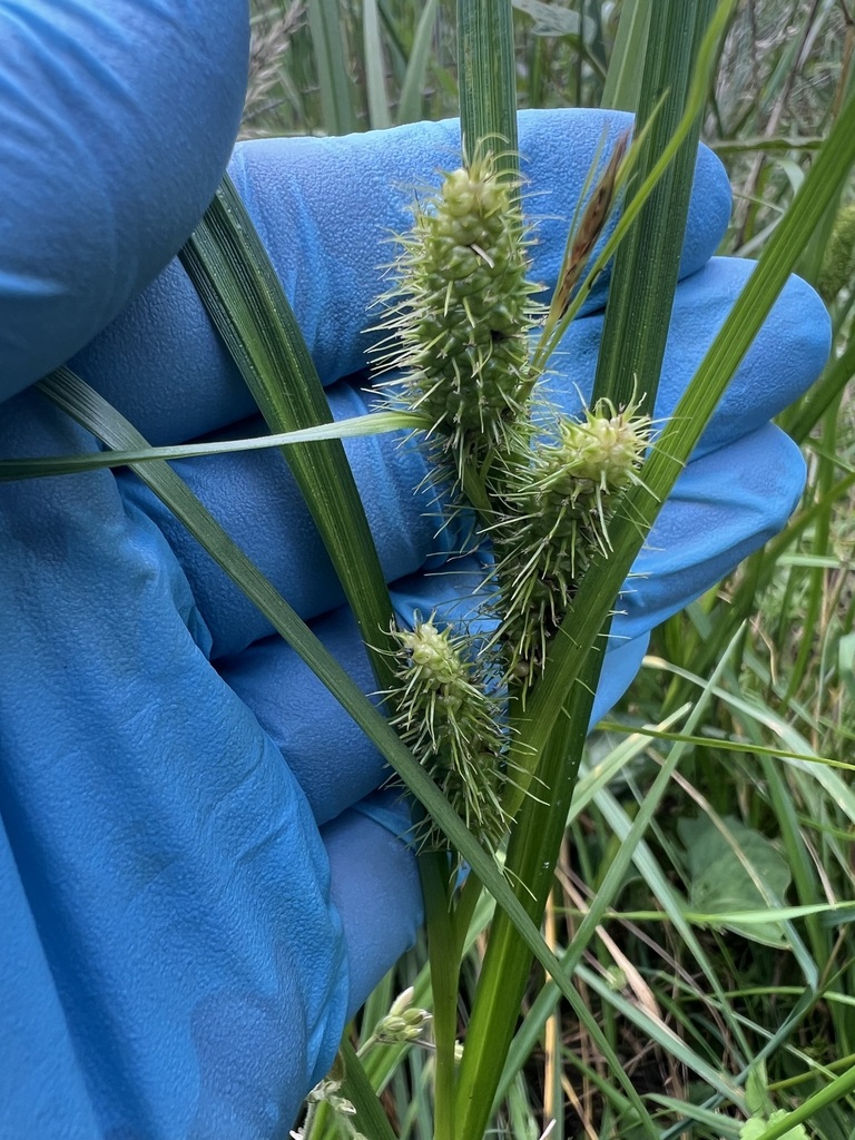 Frank's sedge in July 2023 by rbartgis · iNaturalist