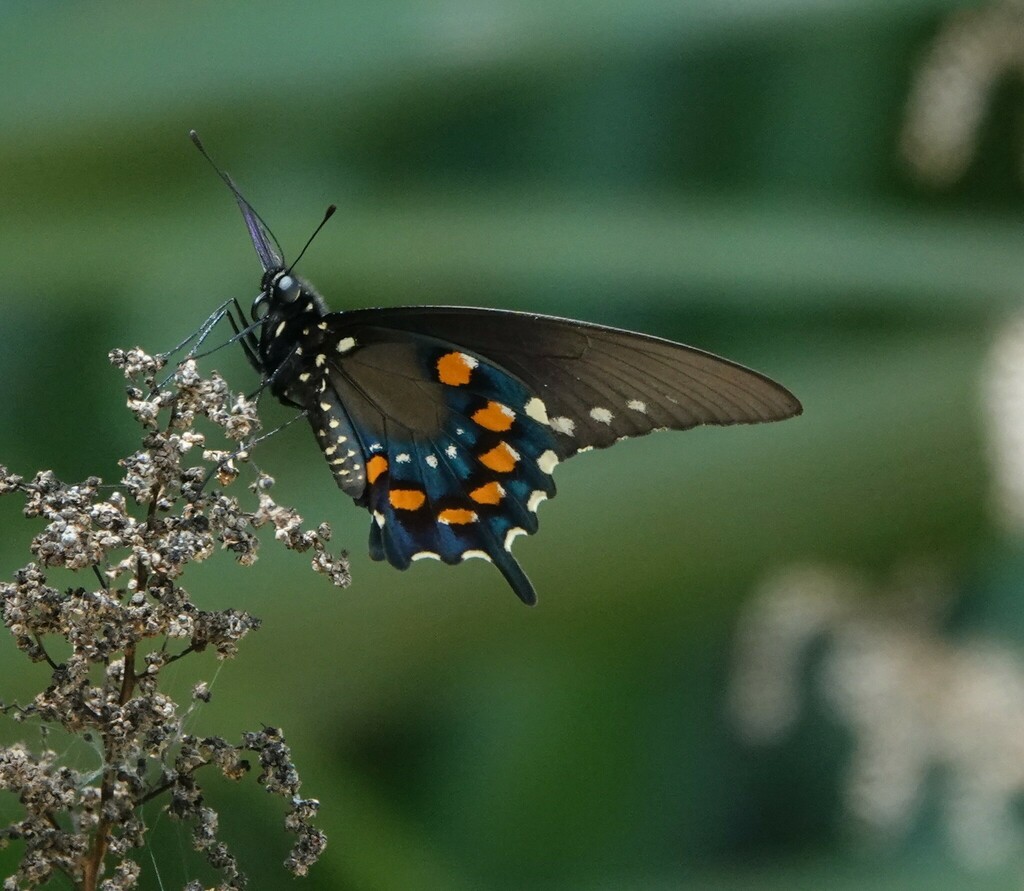 Pipevine Swallowtail from Levy County, FL, USA on July 8, 2023 at 04:10 ...
