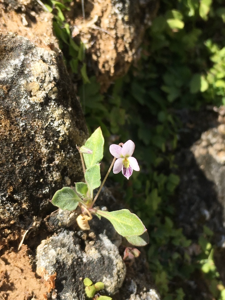 Viola cinerea (Plants of the Hajar) · iNaturalist