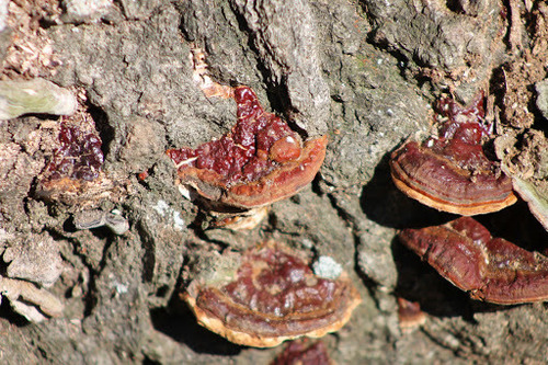Ganoderma sessiliforme · iNaturalist