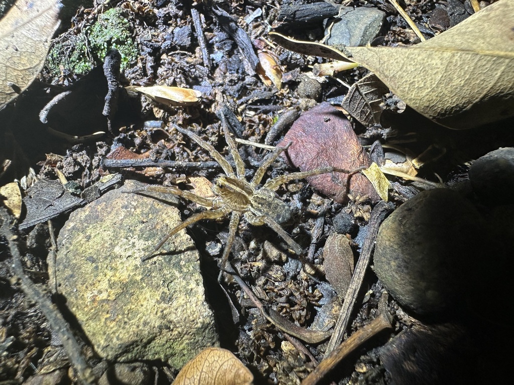 Wolf Spiders and Allies from Provincia de Guanacaste, La Cruz, Costa ...