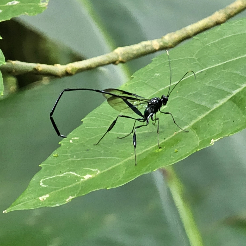 American Pelecinid Wasp from Puntarenas Province, Monteverde, Costa ...