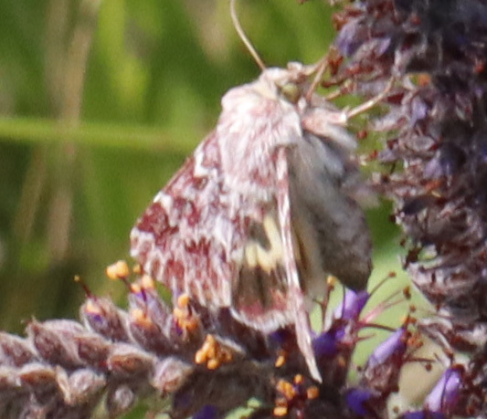 Leadplant Flower Moth from 4979 Flora Dr, Loves Park, IL 61111 on July ...