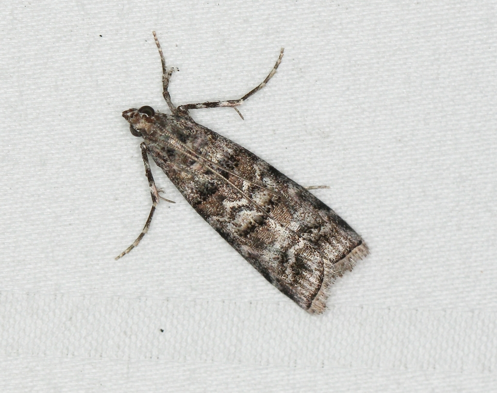 Zimmerman Pine Moth from Browns Mills, Pemberton Township, NJ 08015 ...