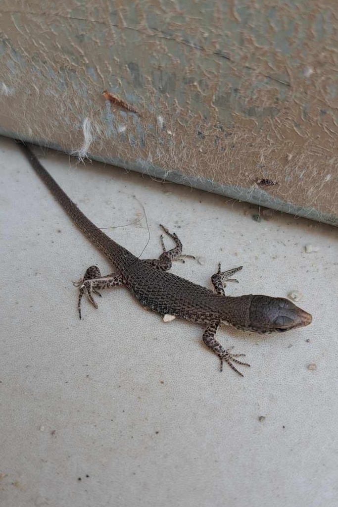 Blue-throated Keeled Lizard from Γαζάτικα, Κάτω Κορακιάνα, Gazatika 490 ...
