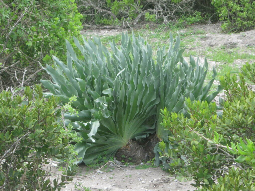 Brush Oxbane from Elandsbaai, West Coast, Western Cape, South Africa on ...