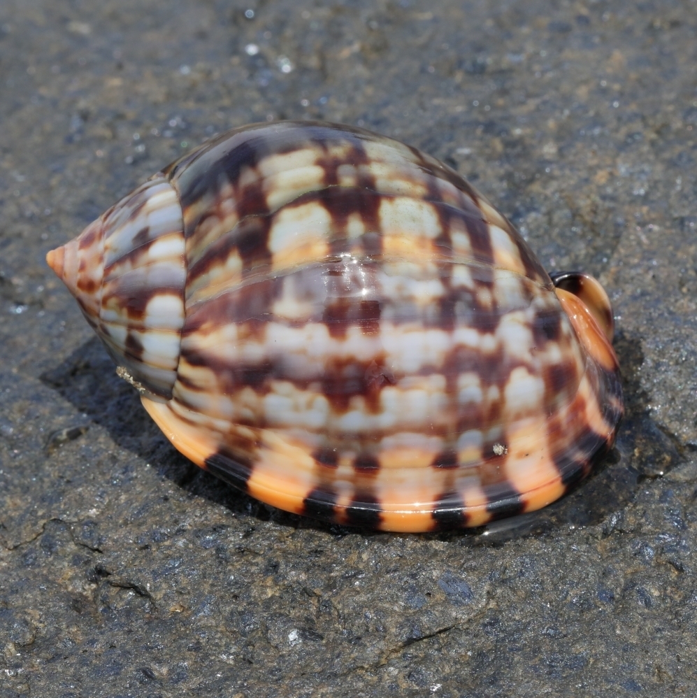 Labiate Helmet Snail (Marine invertebrates of Randwick costal area ...