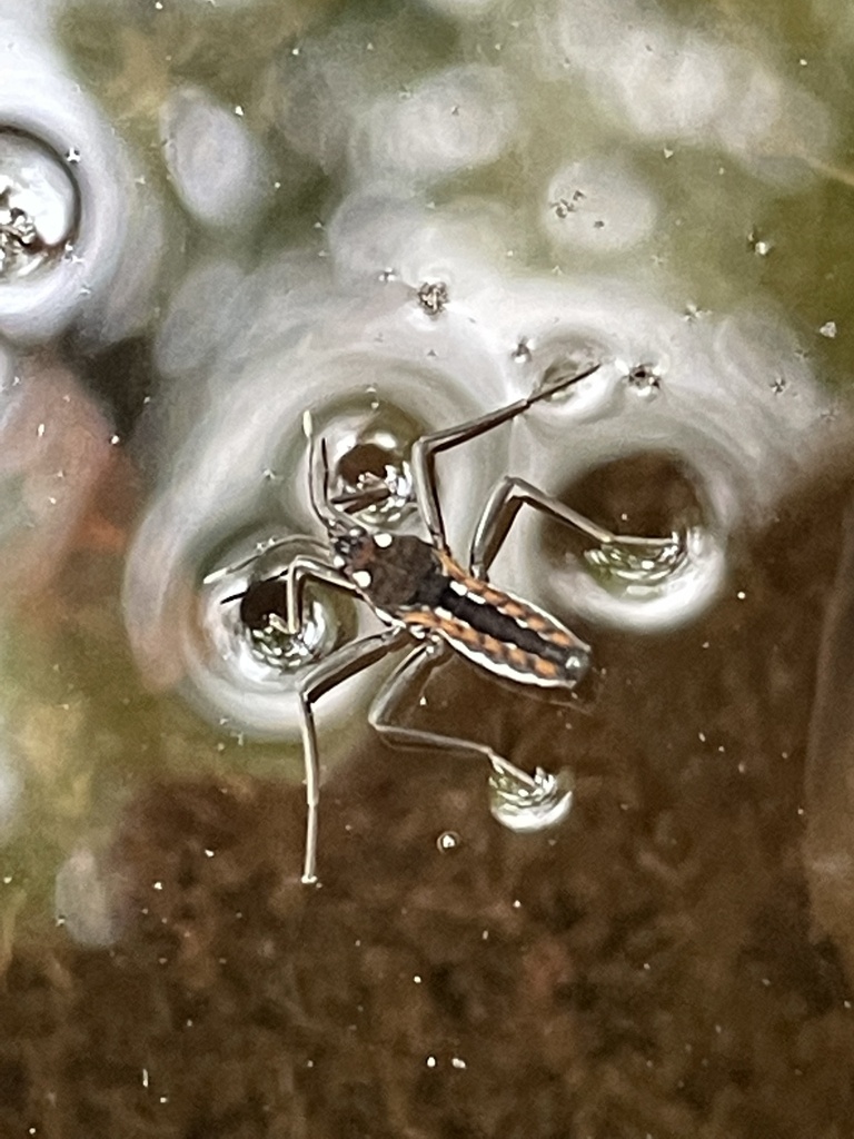 Water Crickets from Paimpont, Bretagne, FR on July 9, 2023 at 04:34 PM ...