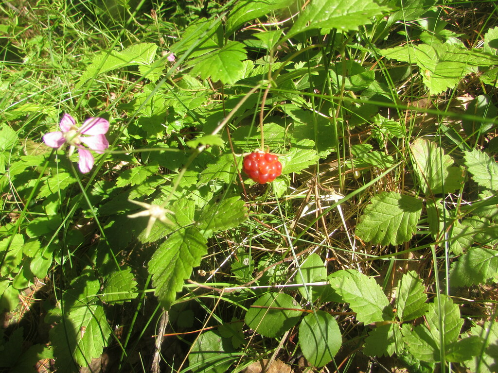 Arctic raspberry from Большеуковский р-н, Омская обл., Россия on July 6 ...