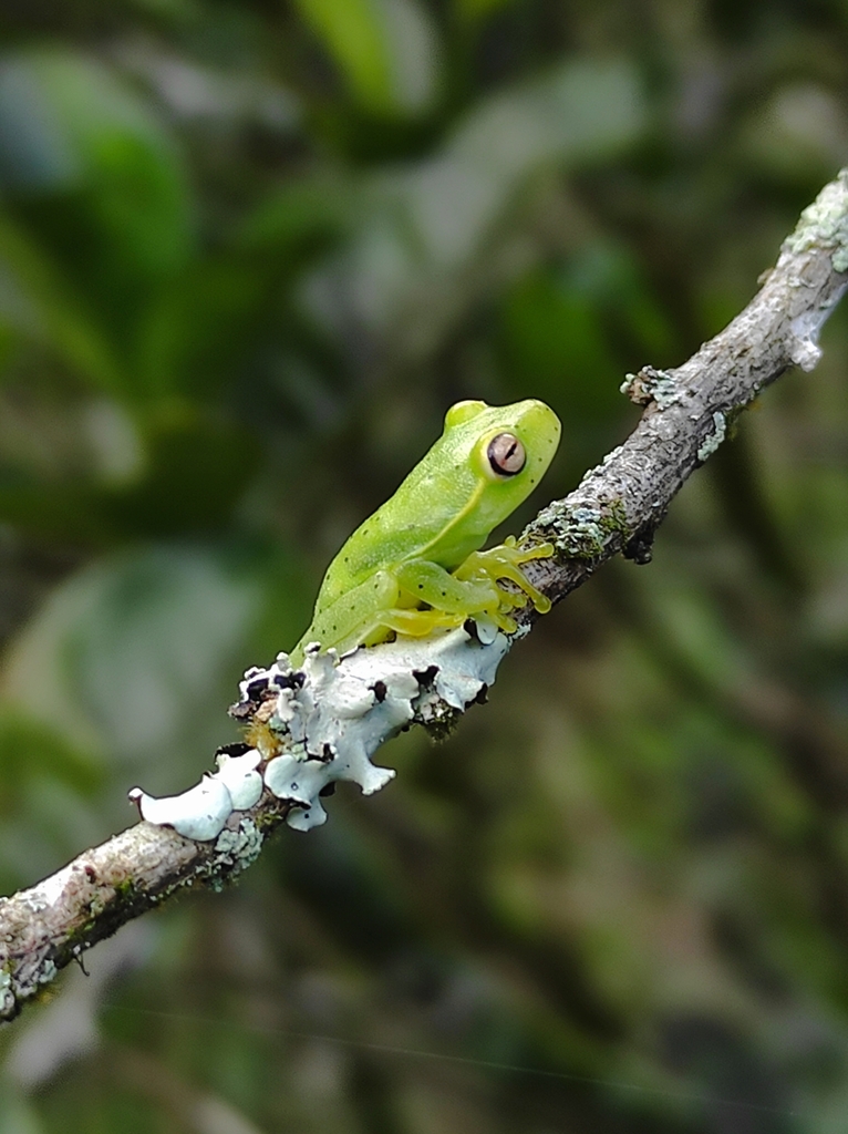 Atlantic Forest Tree Frog from Catu, BA, 48110-000, Brasil on July 8 ...