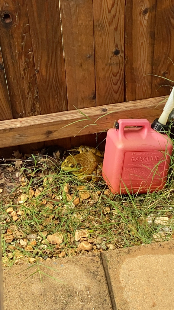 American Bullfrog from Oklahoma City on July 9, 2023 at 10:12 AM by ...
