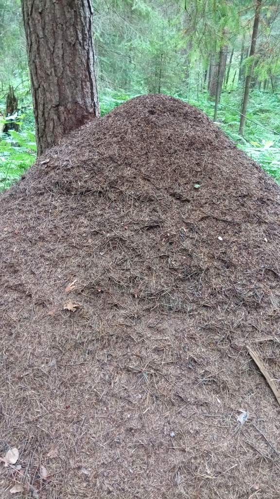 Scottish Wood Ant from Санкт-Петербург, Россия, 197733 on July 9, 2023 ...