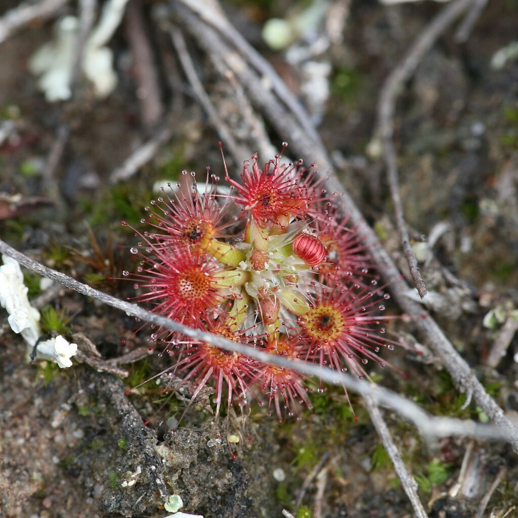 Drosera androsacea from Cranbrook WA 6321, Australia on July 09, 2023 ...