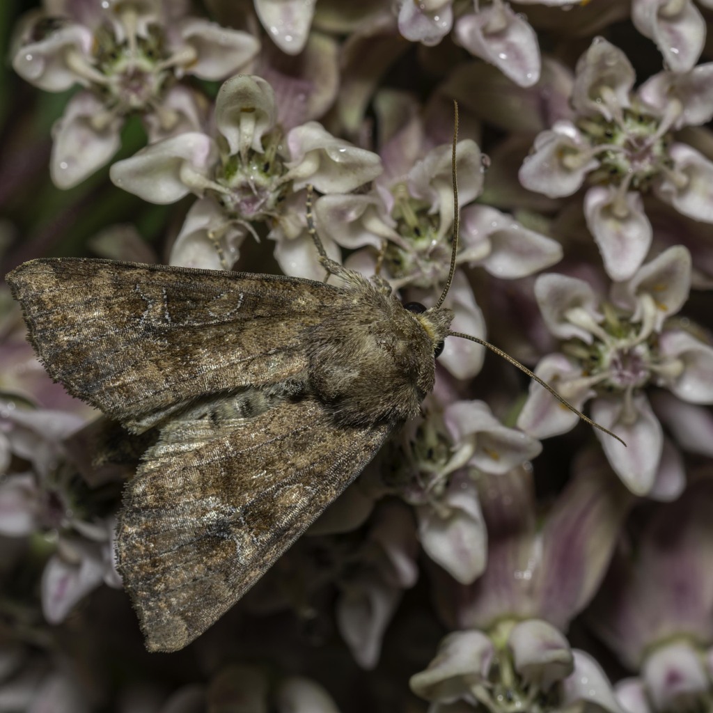 Veiled Ear Moth from Harters Heights, South Bend, IN, USA on July 1 ...