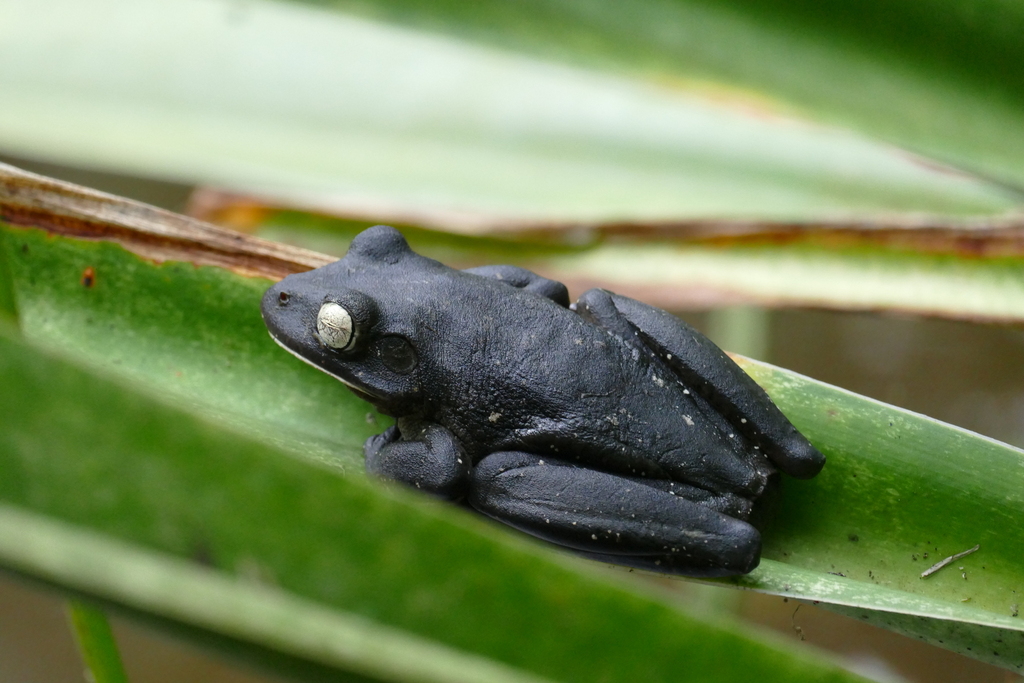 Blacksmith Tree Frog from Ecolodge Itororo on January 12, 2023 at 05:22 ...