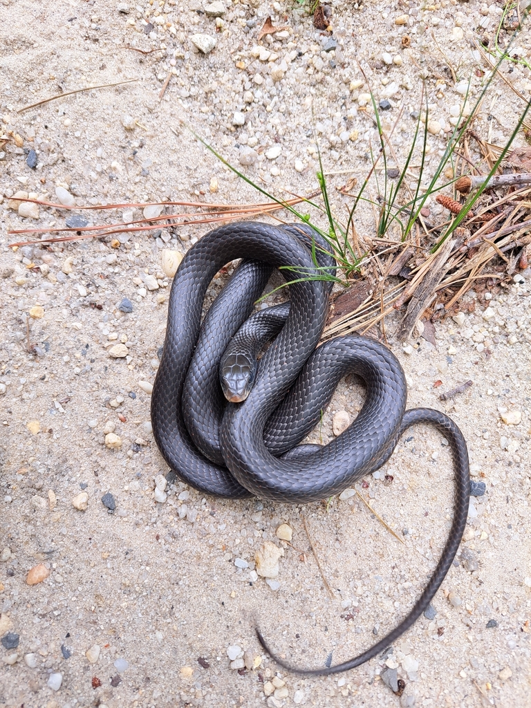 Northern Black Racer from Galloway, NJ 08240, USA on July 9, 2023 at 11 ...