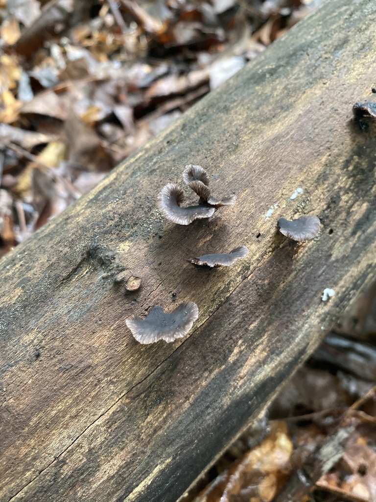 Something from Inskip Park, Knoxville, TN, US on July 9, 2023 at 11:27 ...