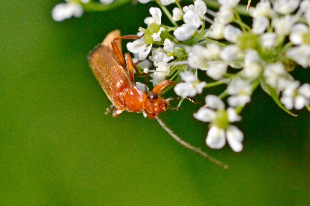 Common Red Soldier Beetle from 914 43 Omšenie, Slovensko on July 3 ...