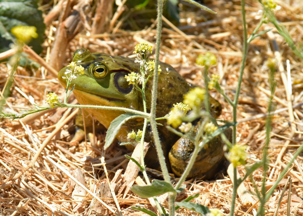 American Bullfrog from Merced County, CA, USA on July 4, 2023 at 12:48 ...