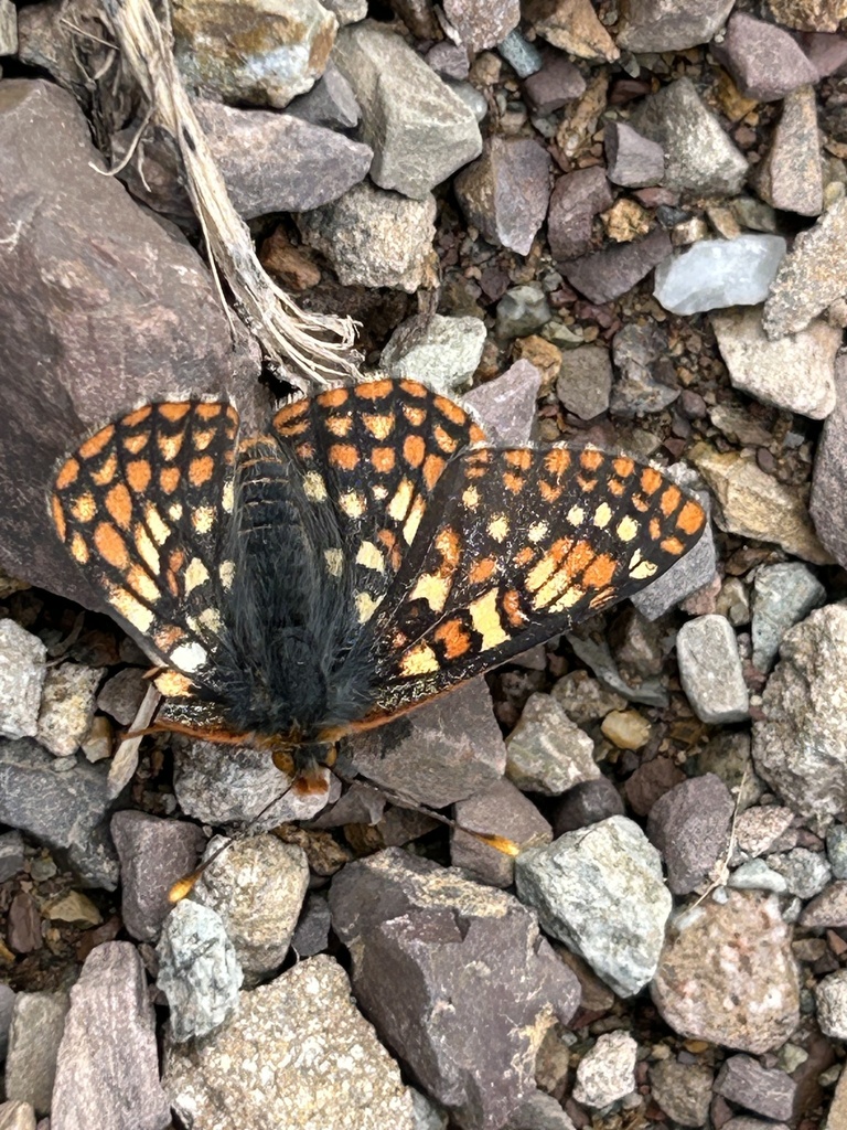 Anicia Checkerspot from San Juan National Forest - Headquarters ...