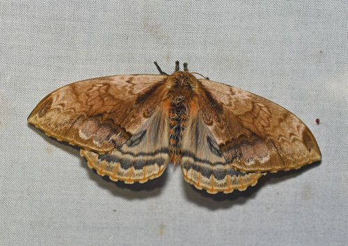 Molippa rivulosa · iNaturalist