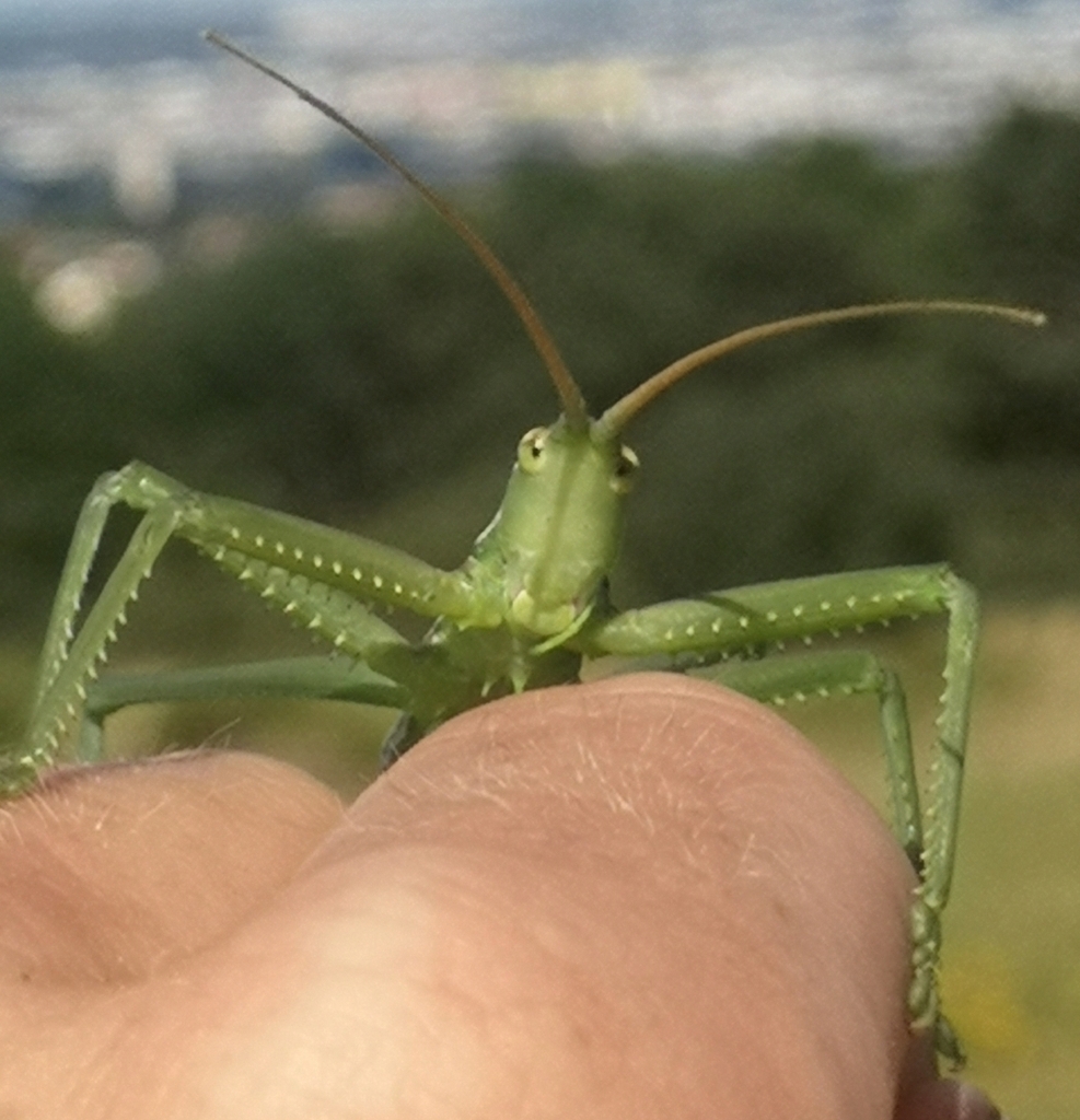 Predatory Bush-cricket in July 2023 by Felix Hohn · iNaturalist