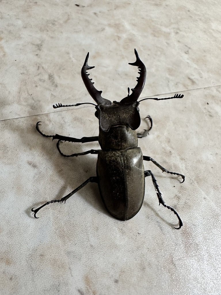 Lucanus maculifemoratus taiwanus from 雪霸國家公園, 和平區, TXG, TW on June 25 ...