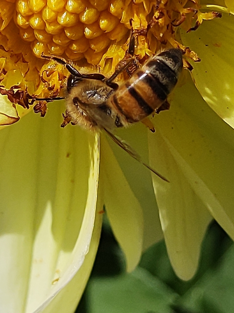 Western Honey Bee from Asa Norte - Brasília, DF, 70835-010, Brasil on ...