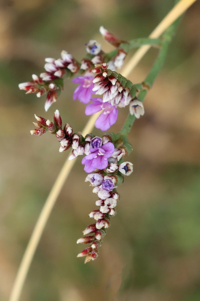 Celtic Sea-lavender from Hilbre Island on July 5, 2023 at 01:30 PM by ...
