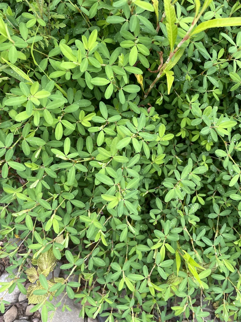Japanese Clover from 16381 U. S. Hwy 71, Winslow, AR 72959 on July 8 ...