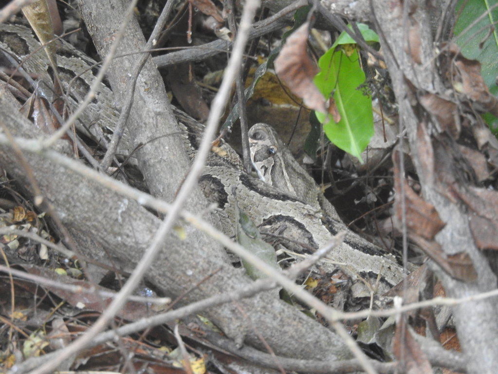 Russell's Viper from 3RHJ+H2C, Pillaiperumalnallur, Tamil Nadu 609311 ...