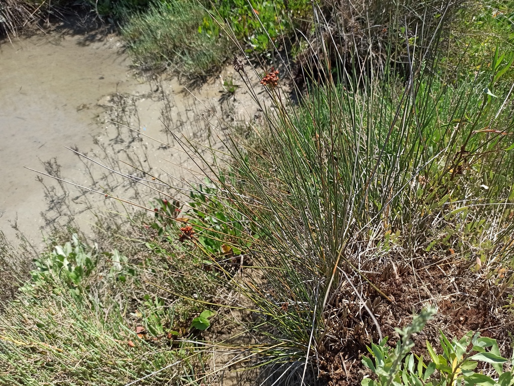 spiny rush from Тиват, Црна Гора on July 8, 2023 at 06:29 PM by roman ...