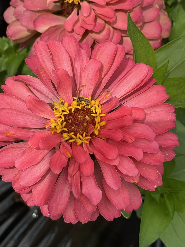 Ligated Furrow Bee from Exeter Ave, Shrewsbury, MO, US on July 5, 2023 ...