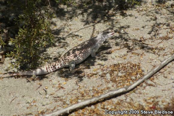 Northern Desert Iguana in May 2009 by Steve Bledsoe · iNaturalist