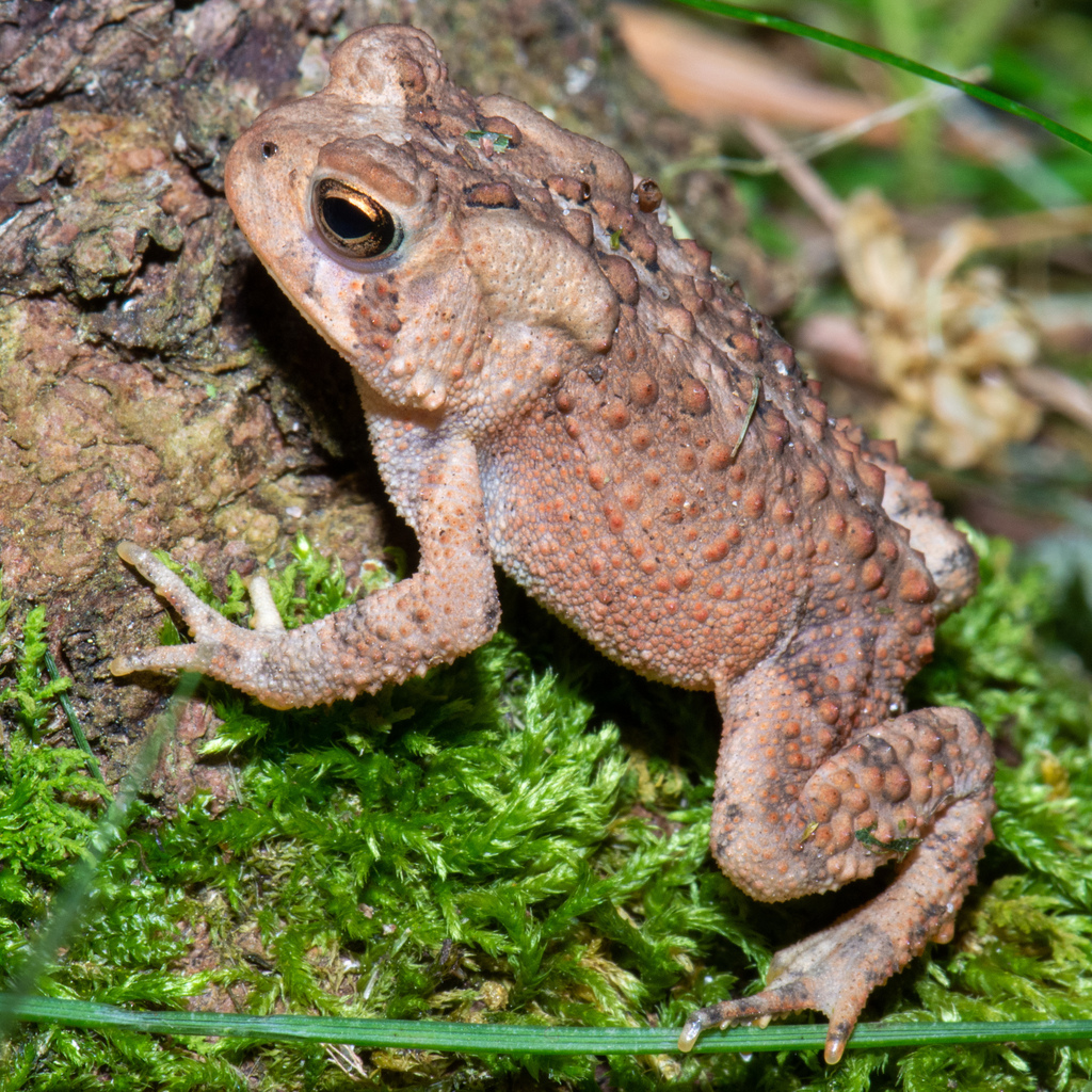 American Toad from Leelanau County, MI, USA on July 5, 2023 at 06:51 PM ...