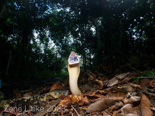 Amazon False Fer-de-lance (Xenodon severus) - Snakes and Lizards