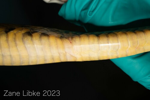 Amazon False Fer-de-lance (Xenodon severus) - Snakes and Lizards