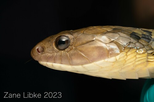 Amazon False Fer-de-lance (Xenodon severus) - Snakes and Lizards