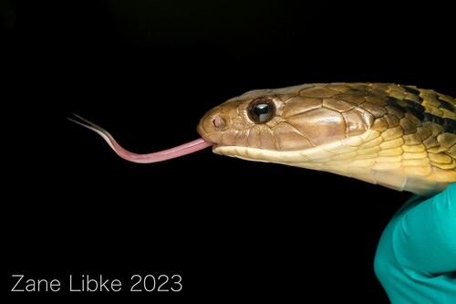 Amazon False Fer-de-lance (Xenodon severus) - Snakes and Lizards