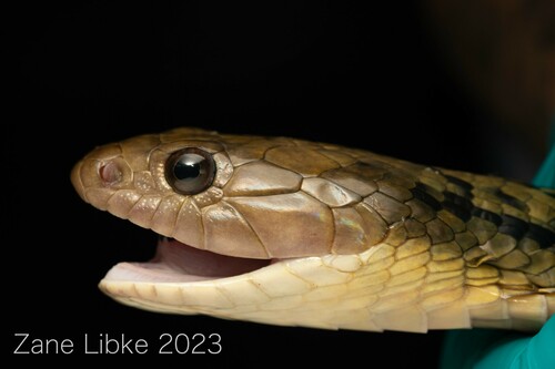 Amazon False Fer-de-lance (Xenodon severus) - Snakes and Lizards