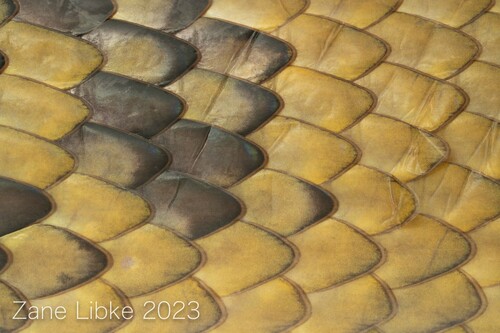 Amazon False Fer-de-lance (Xenodon severus) - Snakes and Lizards