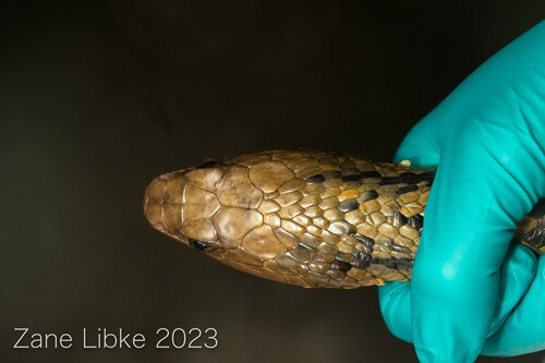 Amazon False Fer-de-lance (Xenodon severus) - Snakes and Lizards