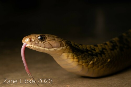 Amazon False Fer-de-lance (Xenodon severus) - Snakes and Lizards