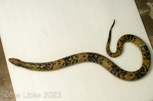Amazon False Fer-de-lance (Xenodon severus) - Snakes and Lizards