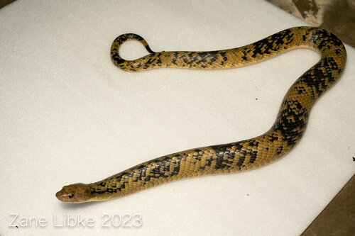 Amazon False Fer-de-lance (Xenodon severus) - Snakes and Lizards