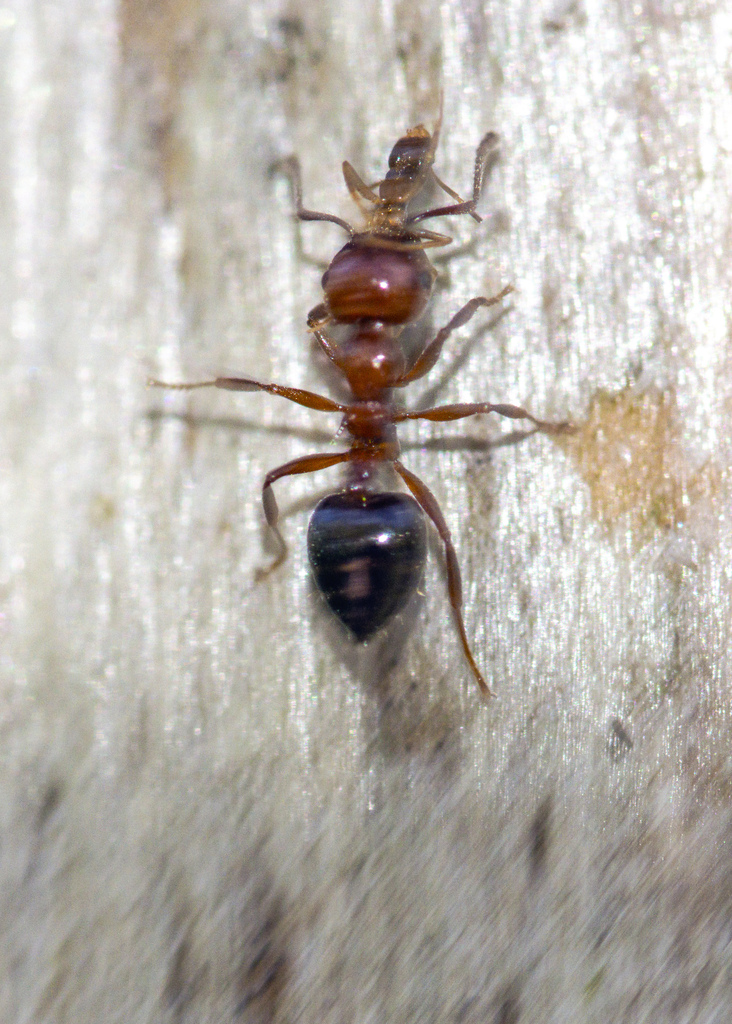 Shiny Acrobat Ant from Shadow Creek Ranch, Pearland, TX, USA on July 9 ...