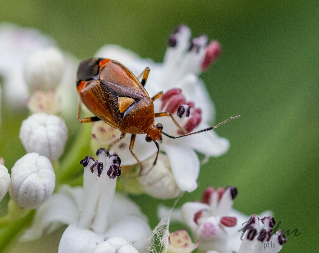 red-spotted plant bug from Dudelange, Luxembourg on July 9, 2023 at 02: ...