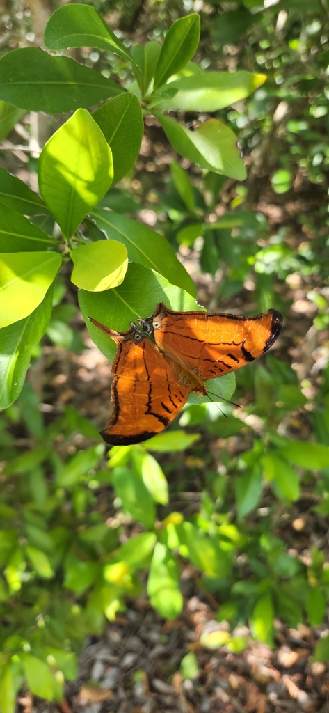 Caribbean Daggerwing from Parque Nacional Jaragua, DO-PN, DO-PN-PE, DO ...